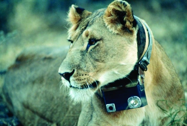 Crittercam exhibit captures world through animals’ eyes | Palmetto Bay ...