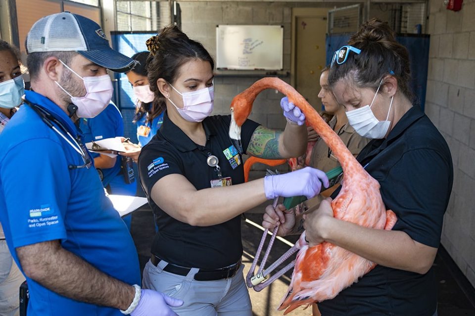 Zoo Miami flamingos receive their annual wellness exams | Featured#