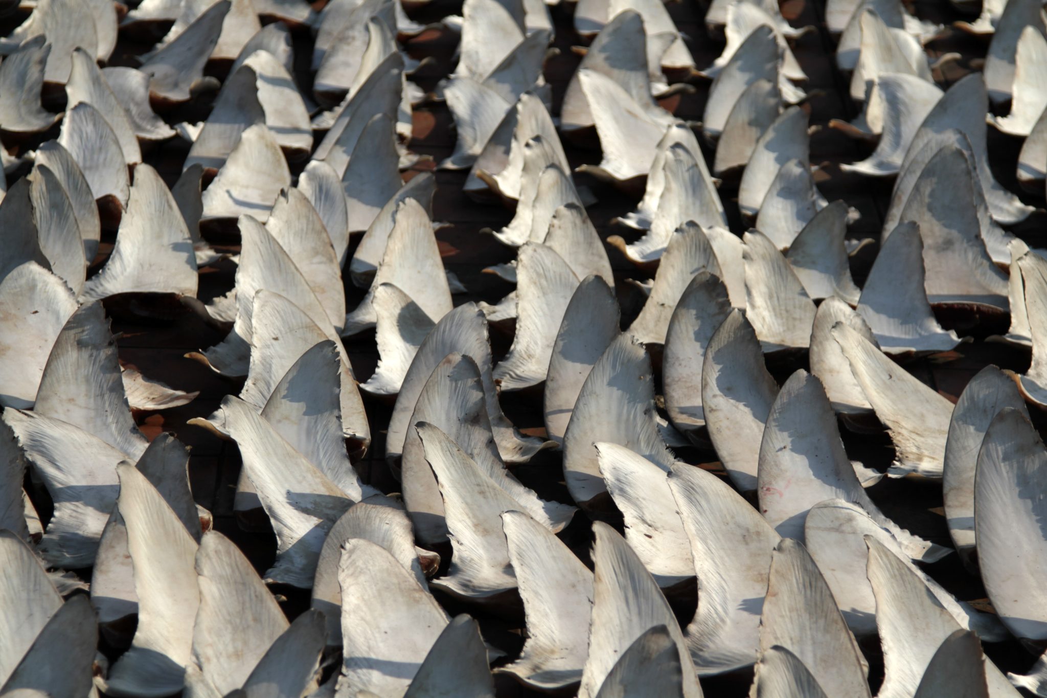 High levels of toxic mercury in some species of shark meat, fins pose ...
