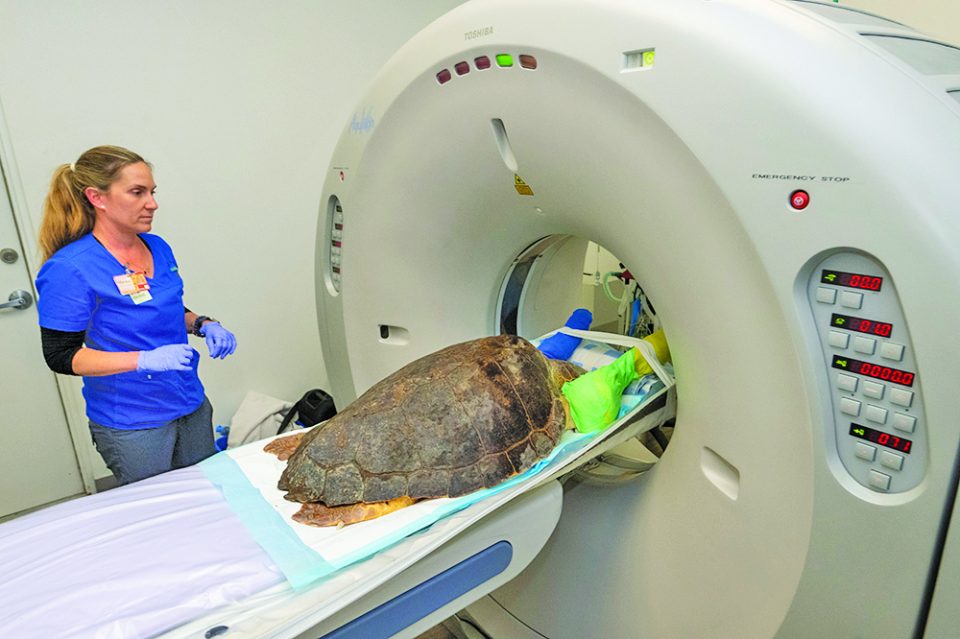 Loggerhead sea turtle at Zoo Miami gets CT scan | Featured#