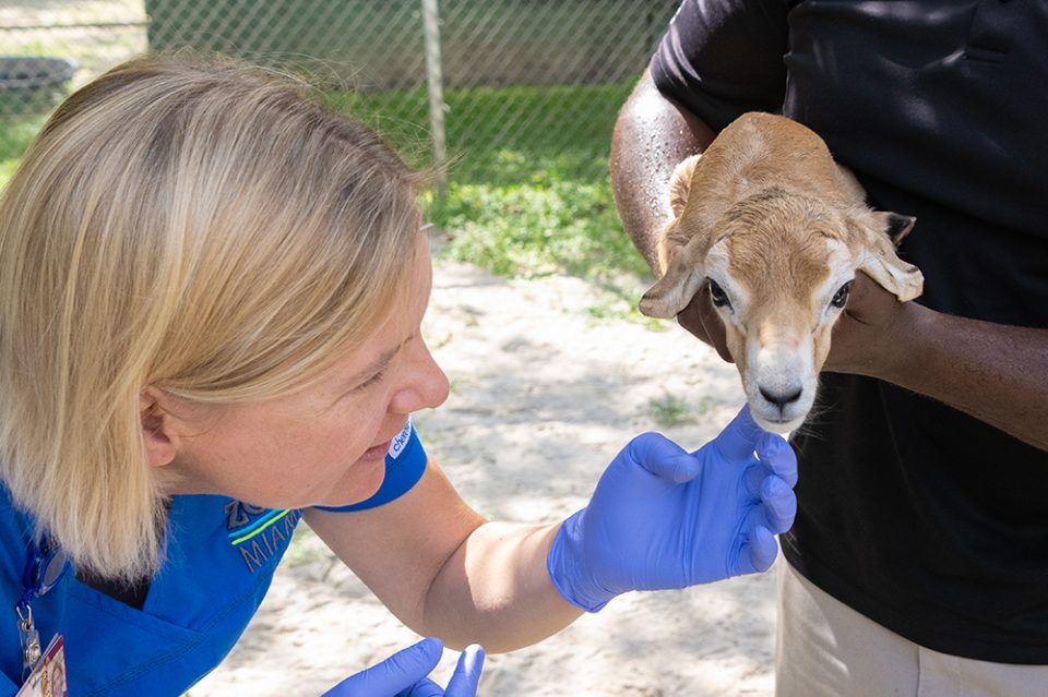 Critically Endangered Gazelle Born at Zoo Miami | Featured#