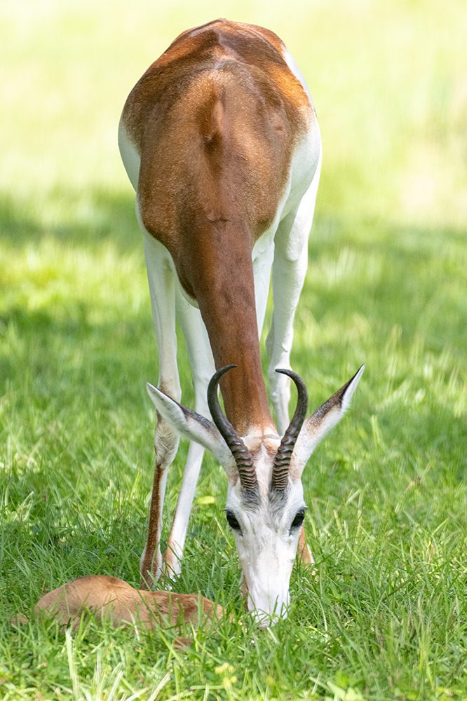 Critically Endangered Gazelle Born at Zoo Miami | Featured#