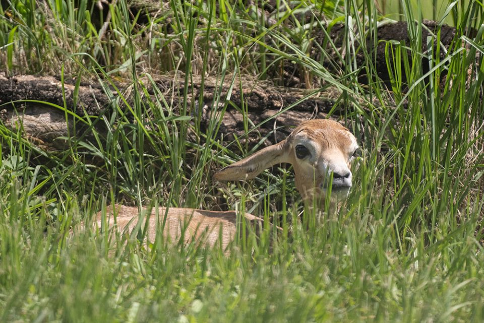 Critically Endangered Gazelle Born at Zoo Miami | Featured#