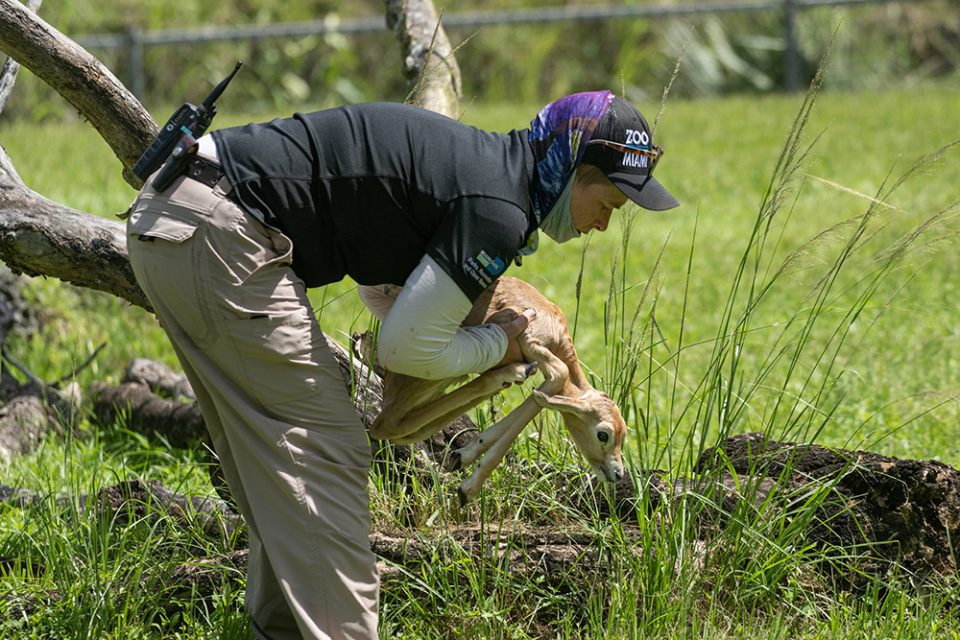 Critically Endangered Gazelle Born at Zoo Miami | Featured#