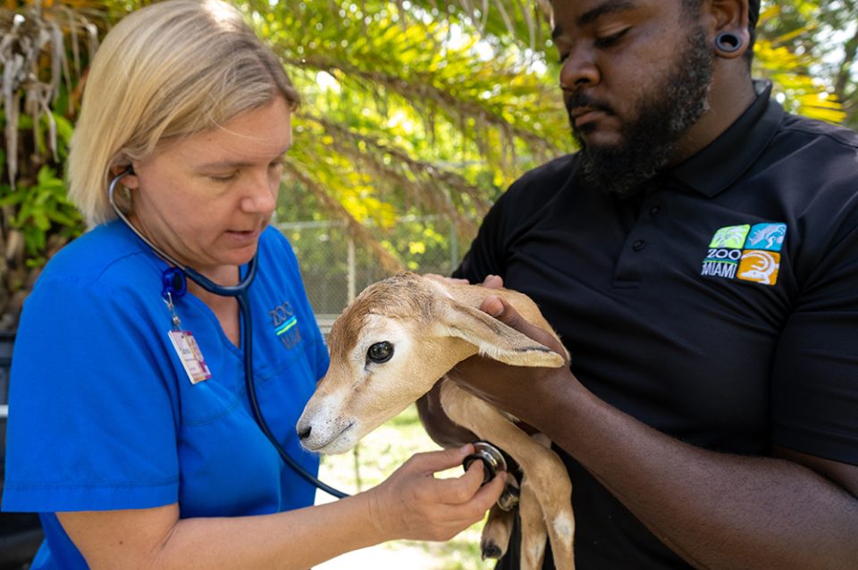 Critically Endangered Gazelle Born at Zoo Miami | Featured#
