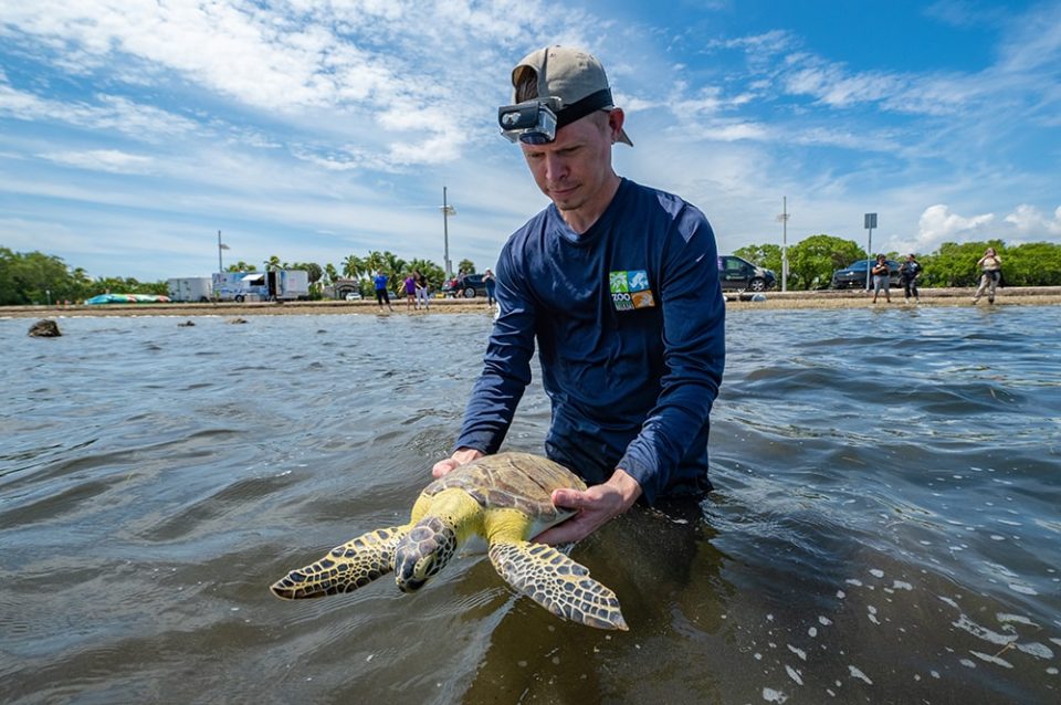 Sea turtles released following their recovery at Zoo Miami | Biscayne ...