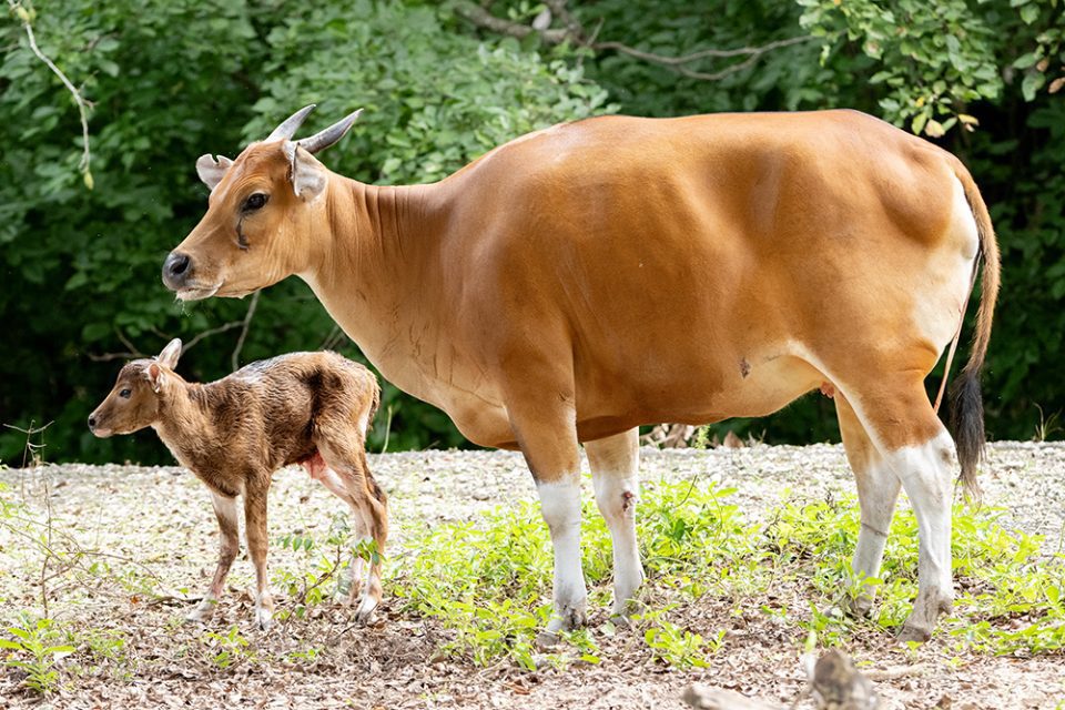 ENDANGERED BANTENG BORN AT ZOO MIAMI! | Coral Gables Community News#