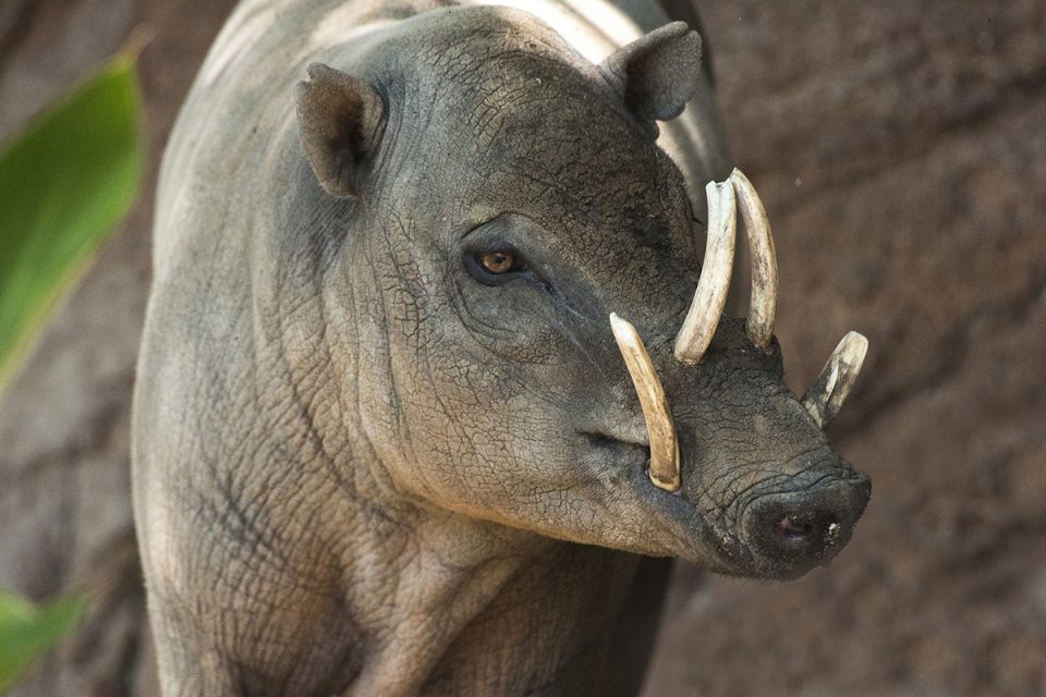“Bizarre” Babirusa Born at Zoo Miami! | Coral Gables Community News#